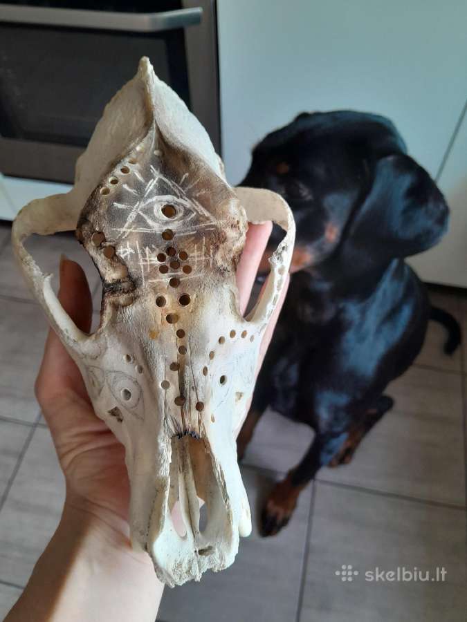 Graviruota deginta kaukole - Skelbiu.lt