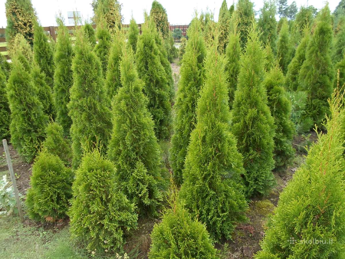 Smaragdinės tujos 180 cm. aukščio - Skelbiu.lt