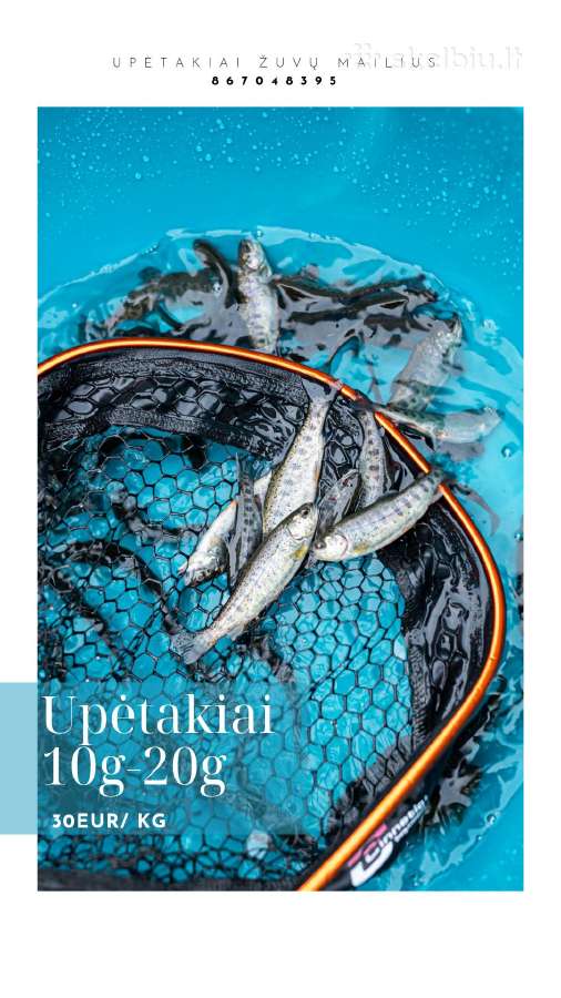 Upėtakiai,upėtakių mailius, parduodu upetakius - Skelbiu.lt