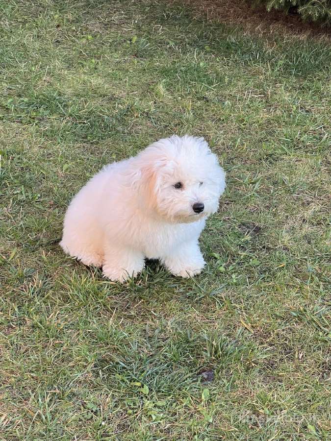 Garbanotas bisonas - Skelbiu.lt