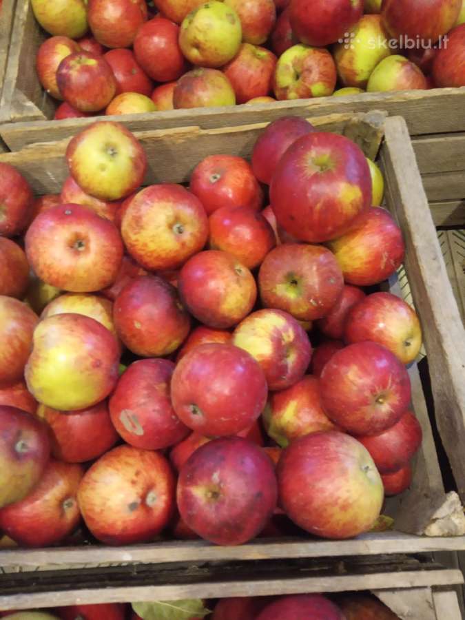 Obuoliai - Skelbiu.lt