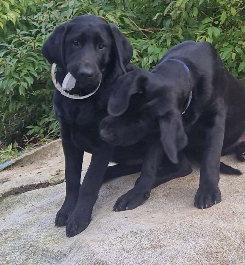 Labradoro retriveriai "labradorai" - Skelbiu.lt