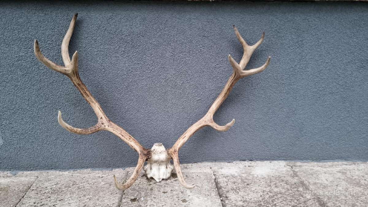 Elnio ragai - Skelbiu.lt