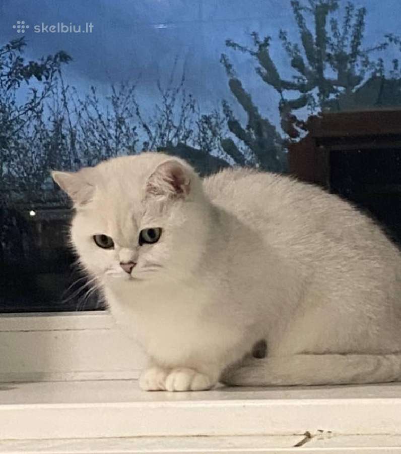 Britu kate - Skelbiu.lt