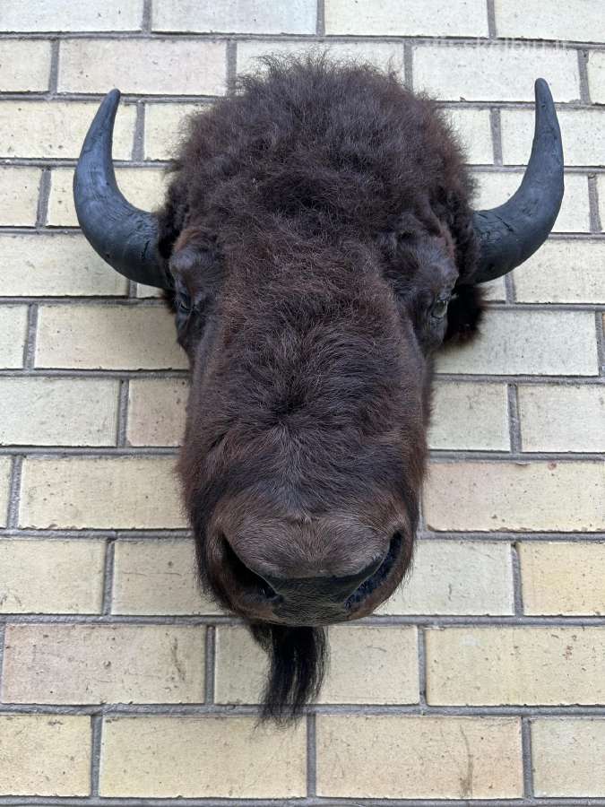 Bizonas - Skelbiu.lt