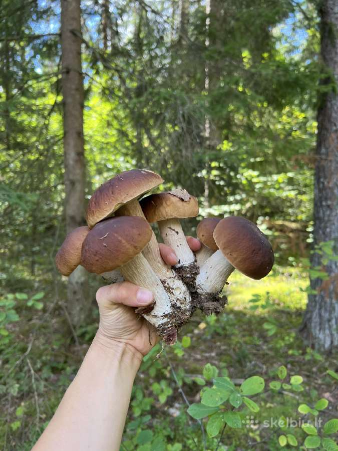 Džiovinti baravykai 400g. - 28 eurai su siuntimu! - Skelbiu.lt