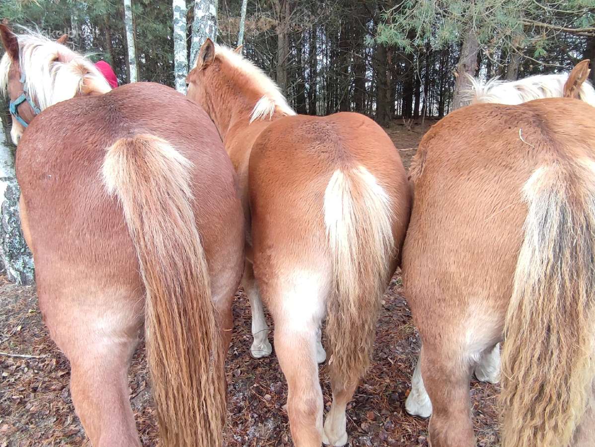 Parduodami - Skelbiu.lt