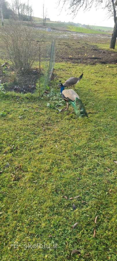 Povai , apie 6mėn. - Skelbiu.lt