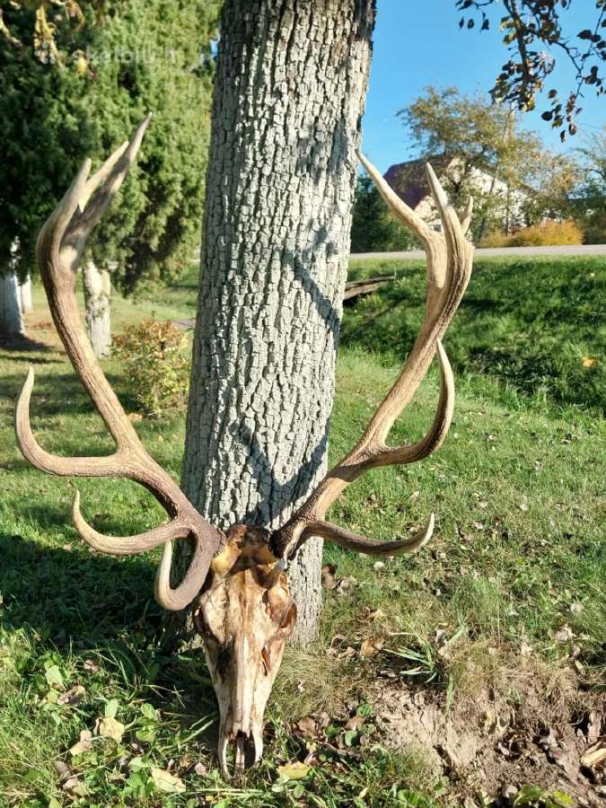 Elnio ragai - Skelbiu.lt