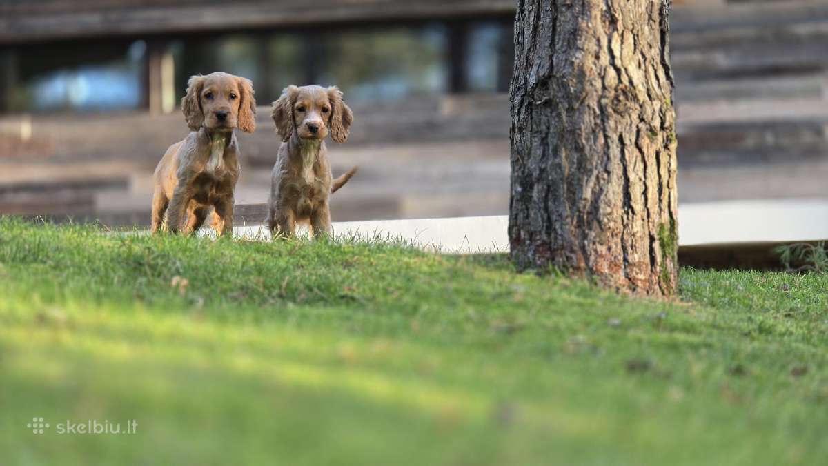Anglų Cocker spanielius - Skelbiu.lt
