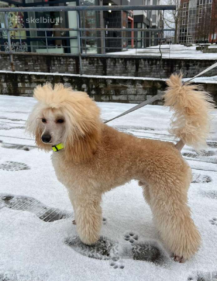 Mažasis pudelis - Skelbiu.lt