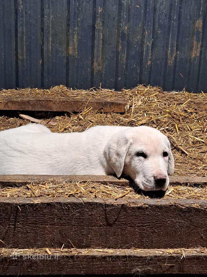 Baltasis lokiukas - Skelbiu.lt