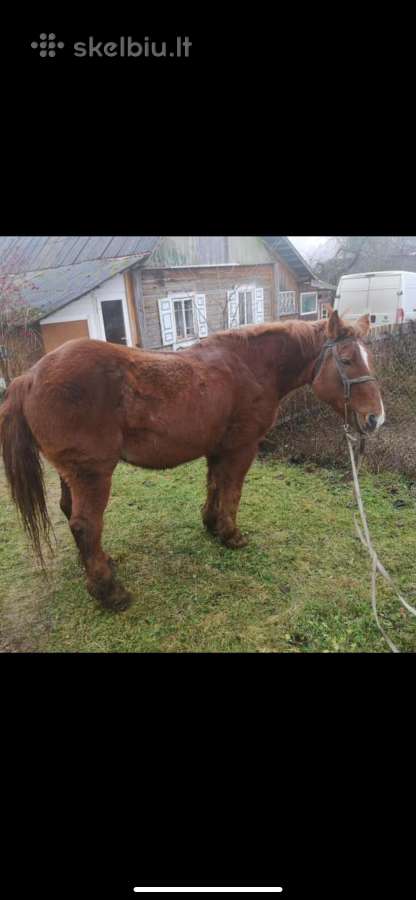 12 metu darbine kumele - Skelbiu.lt