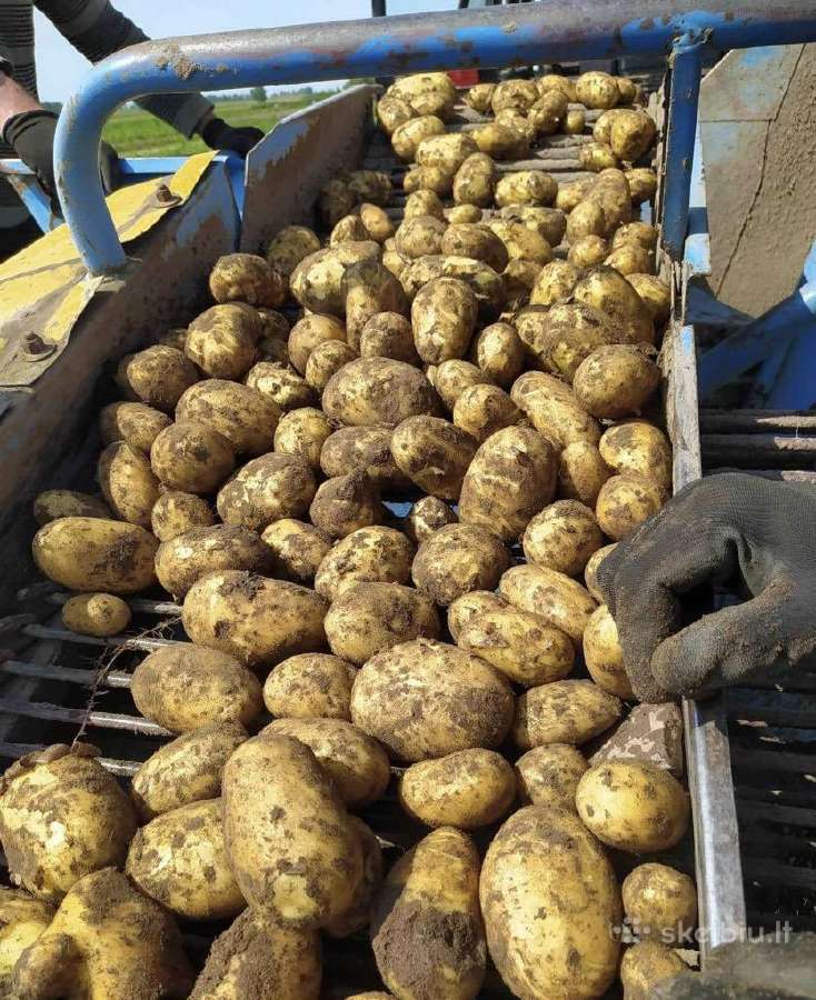 Parduodame bulves - Skelbiu.lt