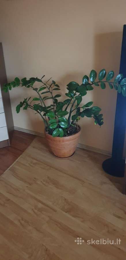 Zamiokulkas (pinigu medis) - Skelbiu.lt