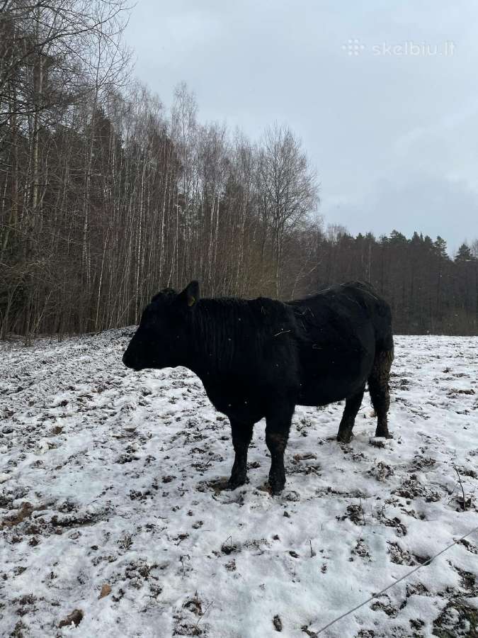 Angus jautis - Skelbiu.lt