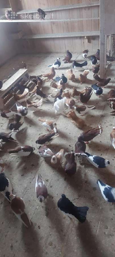 Parduodami balandziai - Skelbiu.lt