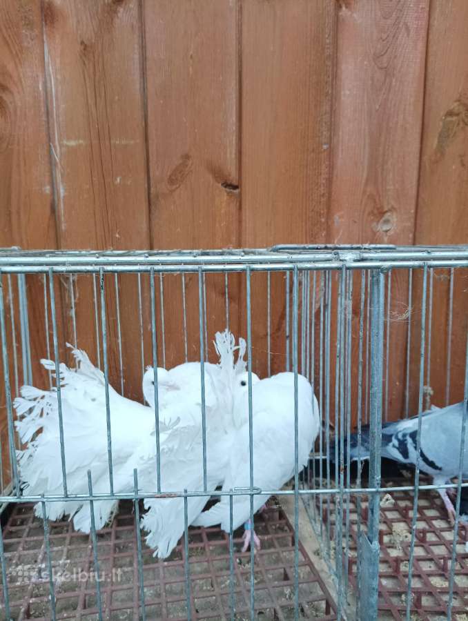 Karveliai - Skelbiu.lt