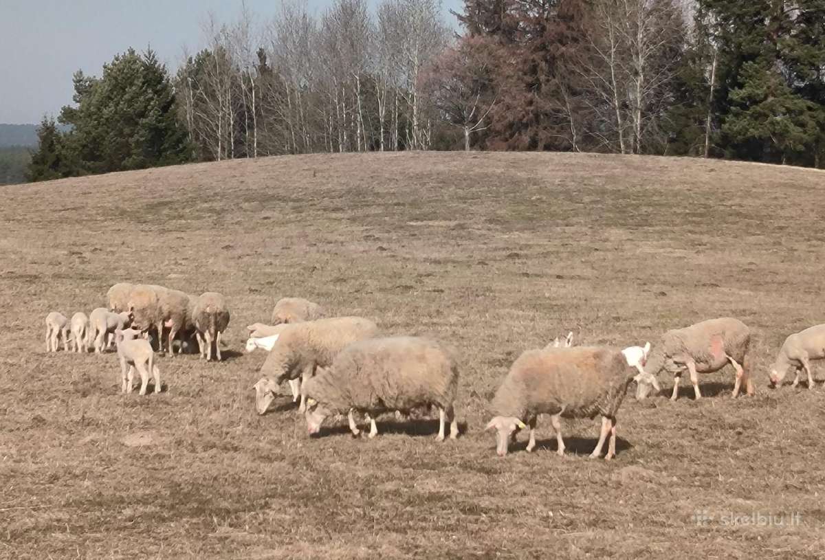 Parduodu pieninių avių bandą - Skelbiu.lt