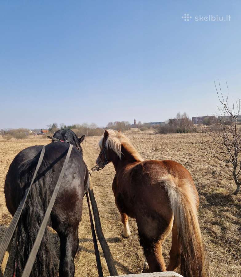 Kumele 3m - Skelbiu.lt