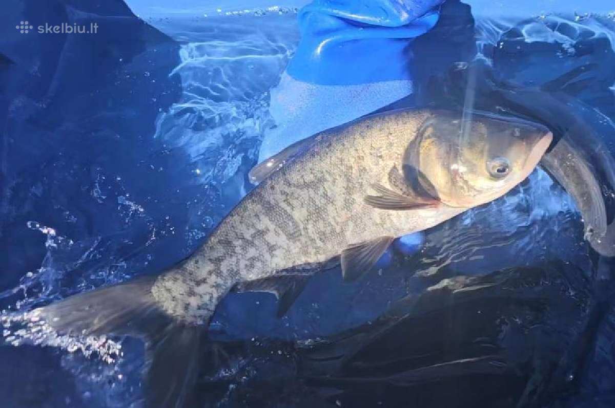 Margasis plačiakaktis - Skelbiu.lt