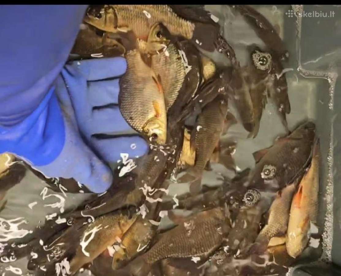 Auksiniai karosai - Skelbiu.lt