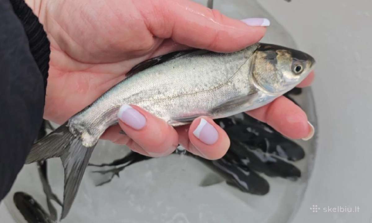 Baltasis plačiakaktis - Skelbiu.lt