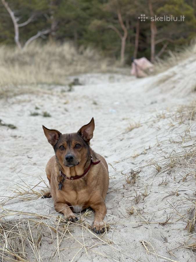 Dovanoju protinga mišruną. - Skelbiu.lt