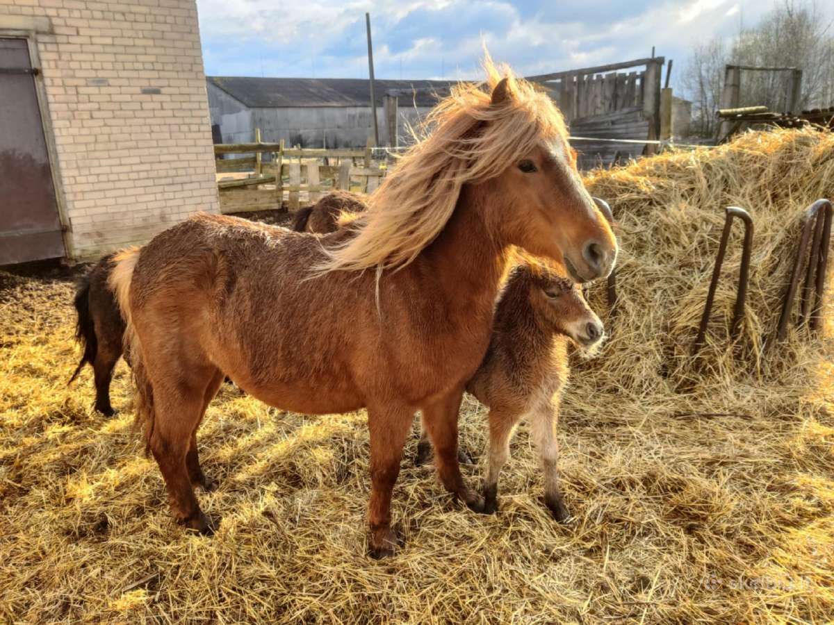 Parduodami poniai - Skelbiu.lt