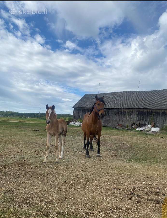 9 metu darbine kumele su kumeliuku - Skelbiu.lt
