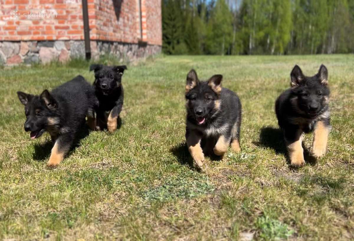 Tamsesnio plauko Vokiečių aviganiai - Skelbiu.lt