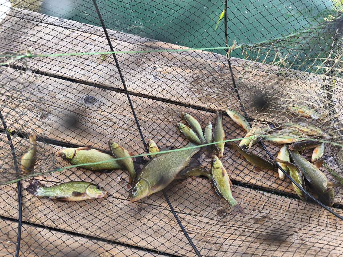 Lynai, lynukai, lynu mailius - Skelbiu.lt