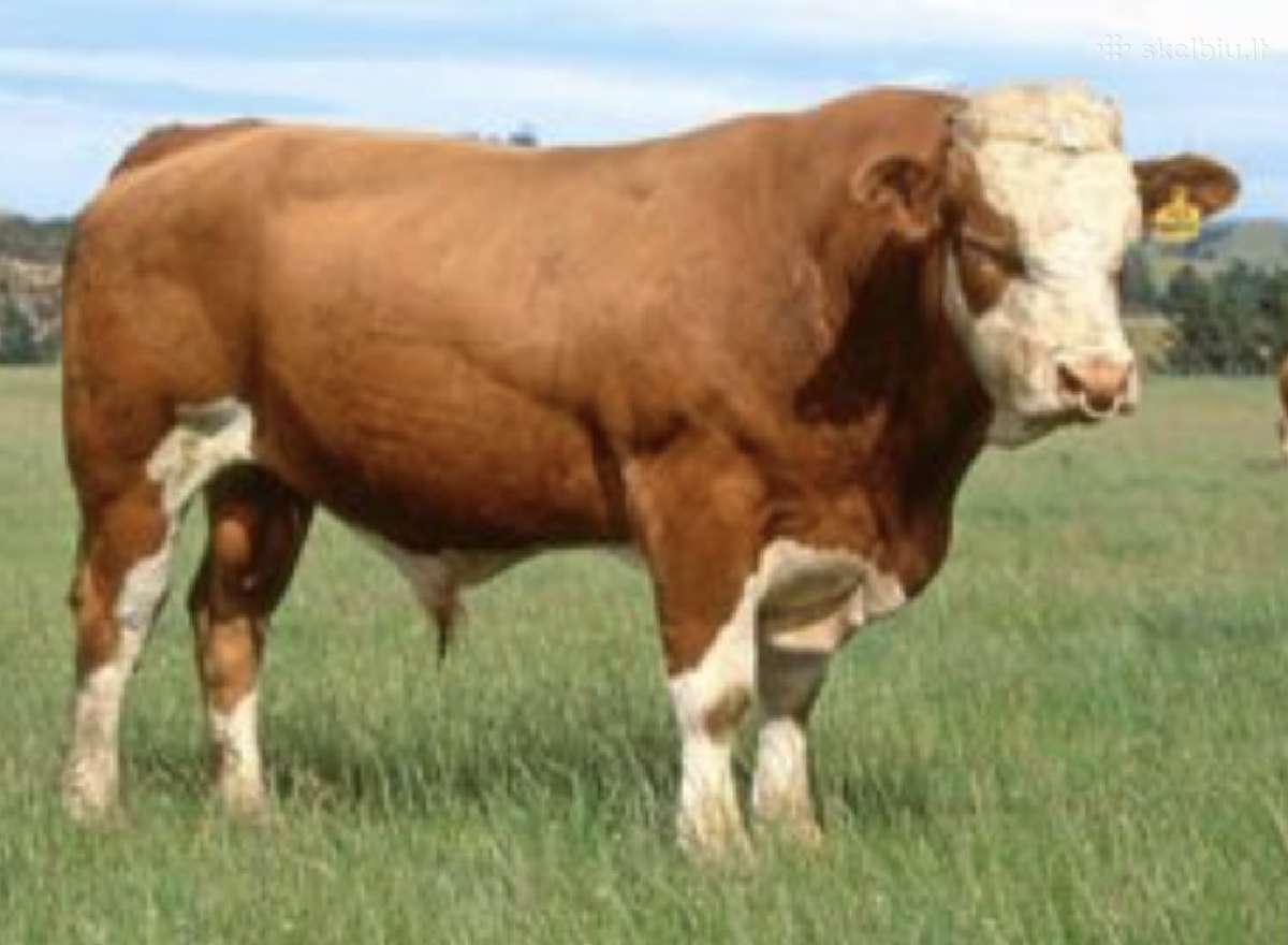 Superkame galvijus: bulius, telyčias. - Skelbiu.lt