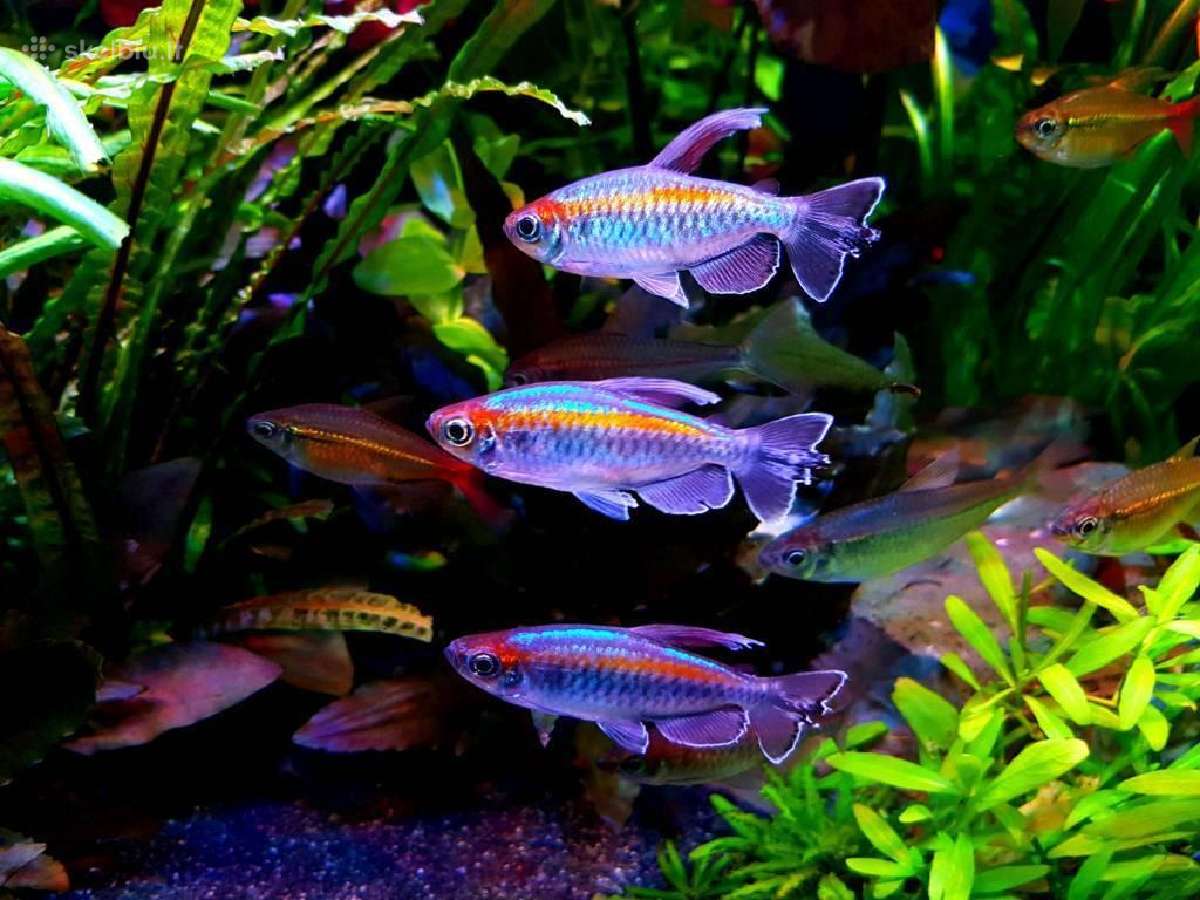 Žuvytės pigiau - Skelbiu.lt