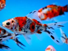 dekoratyviniai karosai skelbimai - Skelbiu.lt