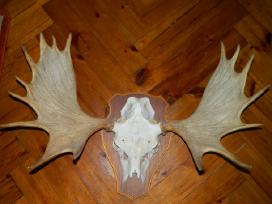 briedzio ragai skelbimai - Skelbiu.lt