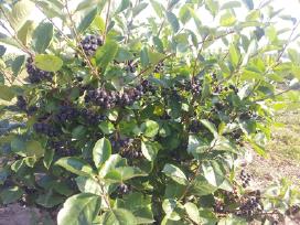 obuoliu sultys alytus skelbimai - Skelbiu.lt