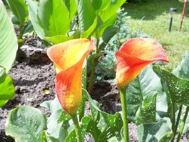 kalijos skelbimai - Skelbiu.lt