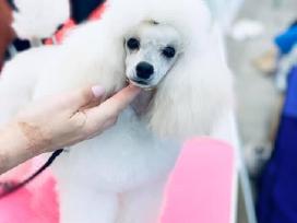 pudelis toy skelbimai - Skelbiu.lt