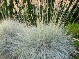 smilgos skelbimai - Skelbiu.lt