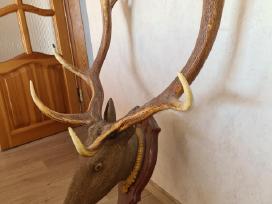 Elniniai flora, fauna - Skelbiu.lt