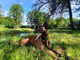 malinua aviganiai skelbimai - Skelbiu.lt