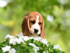 Bigliai šunys - Skelbiu.lt