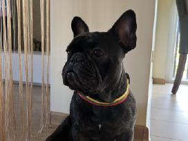 Prancūzų buldogai šunys - Skelbiu.lt