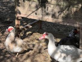 antys skelbimai - Skelbiu.lt