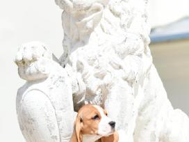 Bigliai šunys - Skelbiu.lt