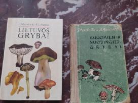 lietuvos grybai skelbimai - Skelbiu.lt