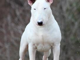 Bulterjerai šunys - Skelbiu.lt