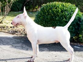 Bulterjerai šunys - Skelbiu.lt