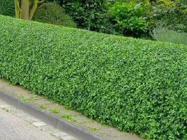 paprastasis ligustras skelbimai - Skelbiu.lt